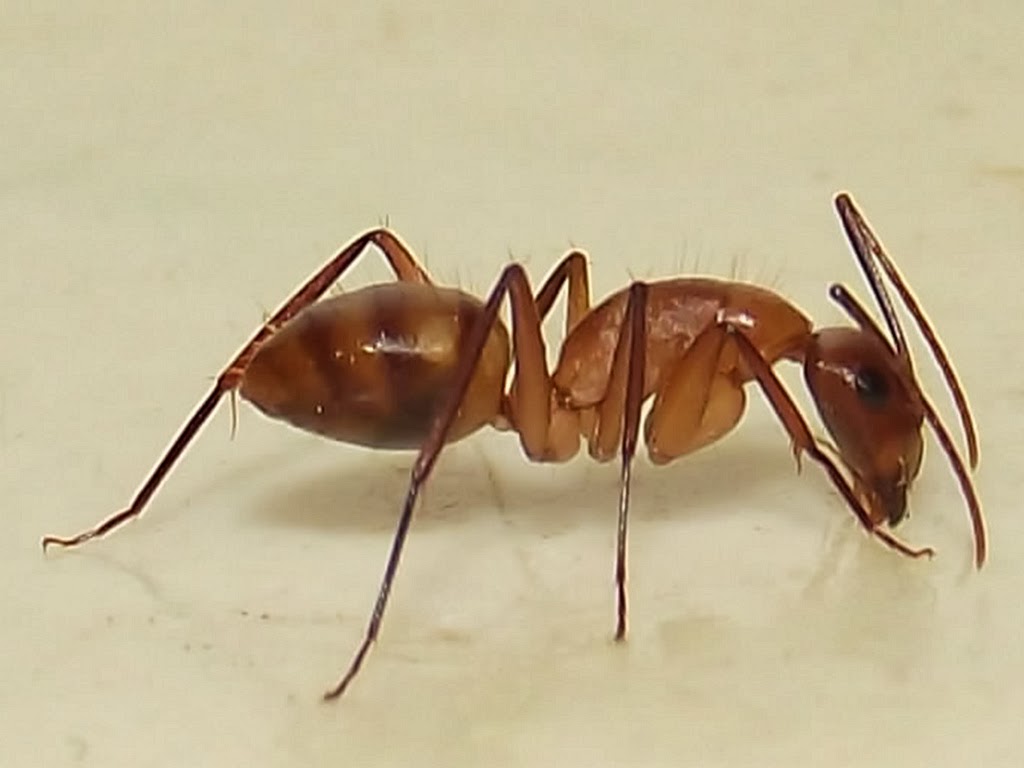 Curiosidades sobre as Formigas! - Controle de Formigas