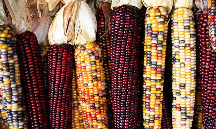 CHAPÉU DE PRAIA: MILHO GUARANI É INSERIDO NA ALIMENTAÇÃO ESCOLAR DAS ...