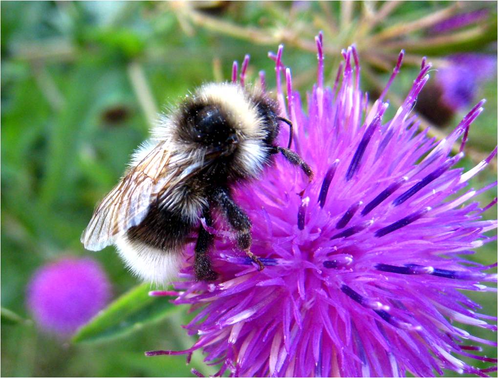 Insects of Scotland: Bees/Wasps/Ichneumons/Sawflies/Ants