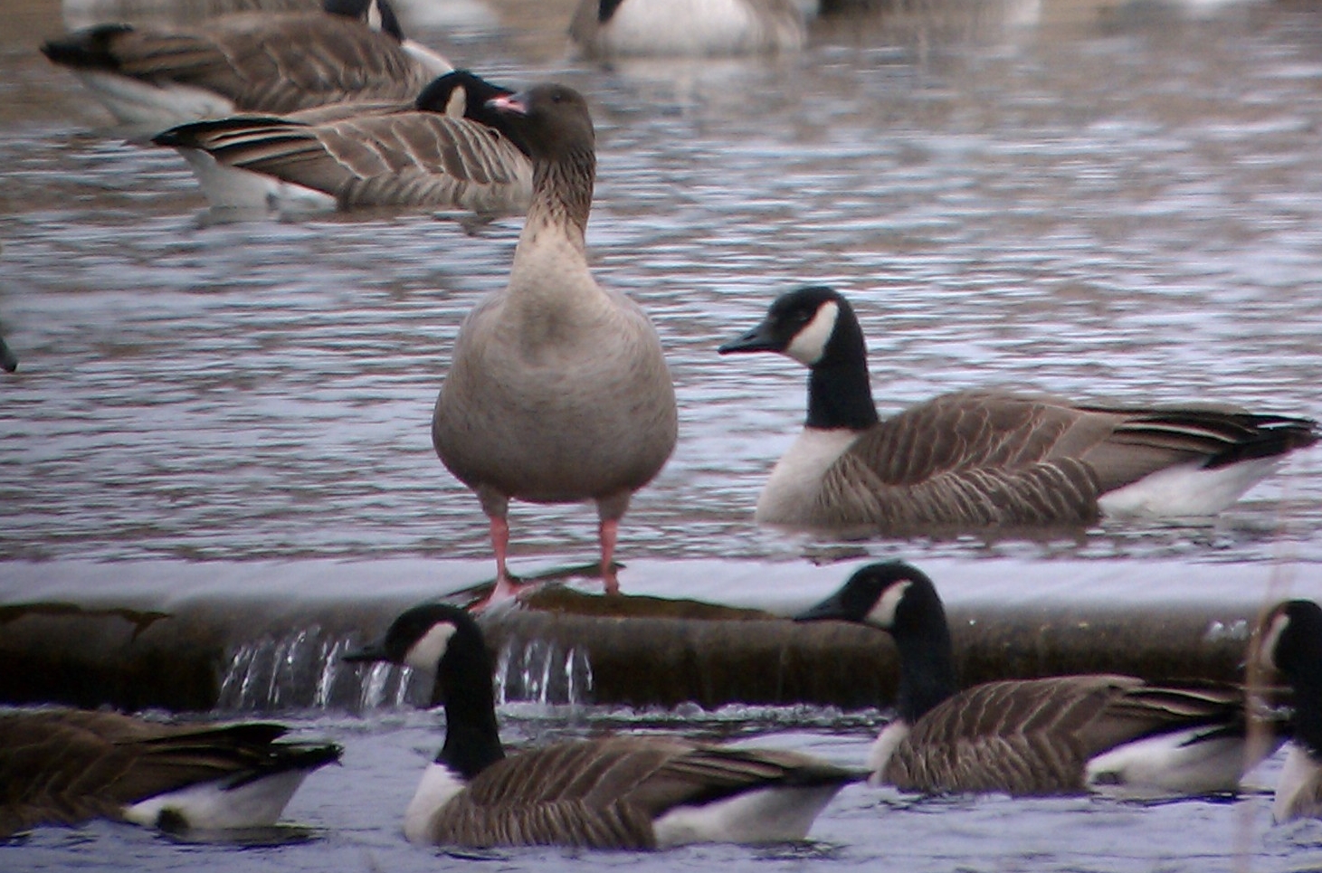 Birding Is Fun!: Pink-footed Goose