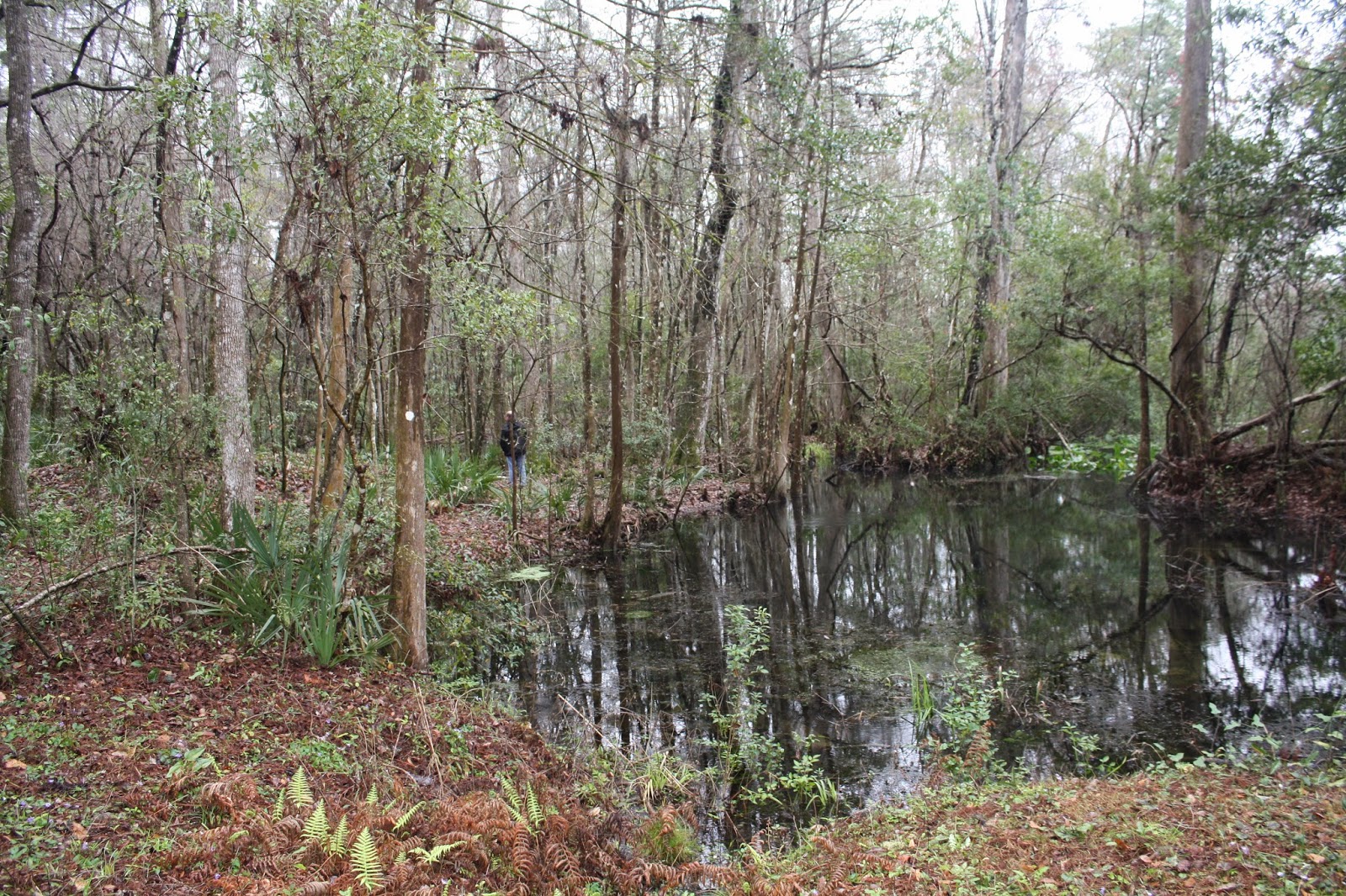 Lace up and Walk : Wednesday Walking - Wacissa River, Wacissa, Florida