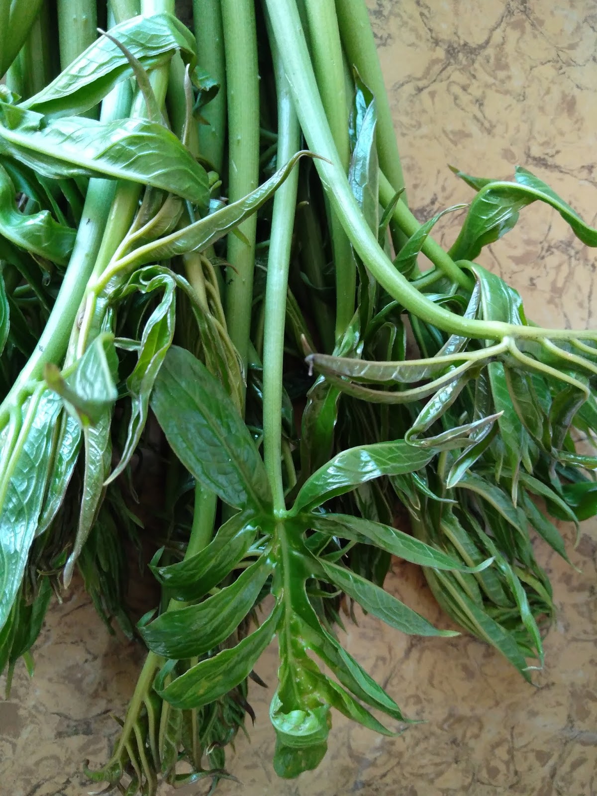 namakucella: KERABU PUCUK GELI-GELI