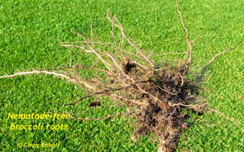 Green Gardening Matters: Harvest-based tempura and more...