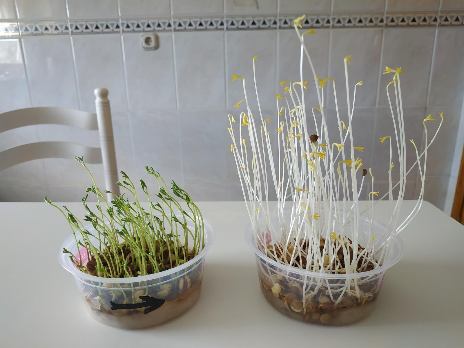 EXPERIMENTO - 5 AÑOS A