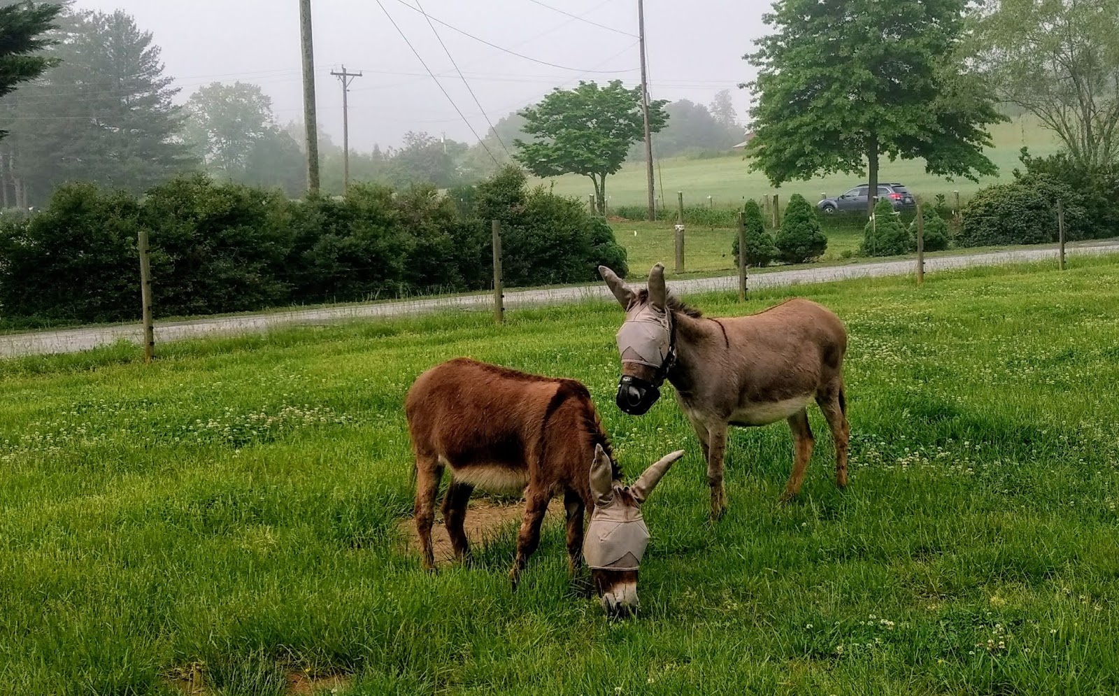Our Tiny Farm NC in Western NC: Pictures of Our Mini-Donkeys