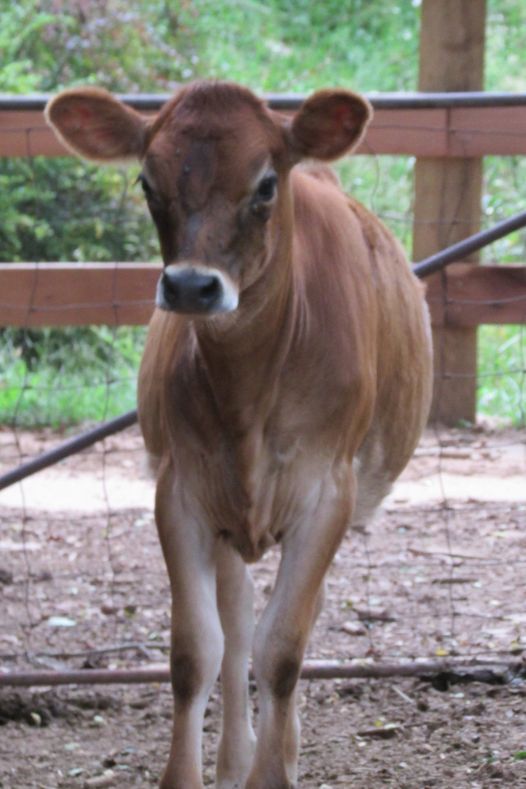 A Couple of Farmers At Maple Lawn Farm: CATTLE FOR SALE/MISSION STATEMENT