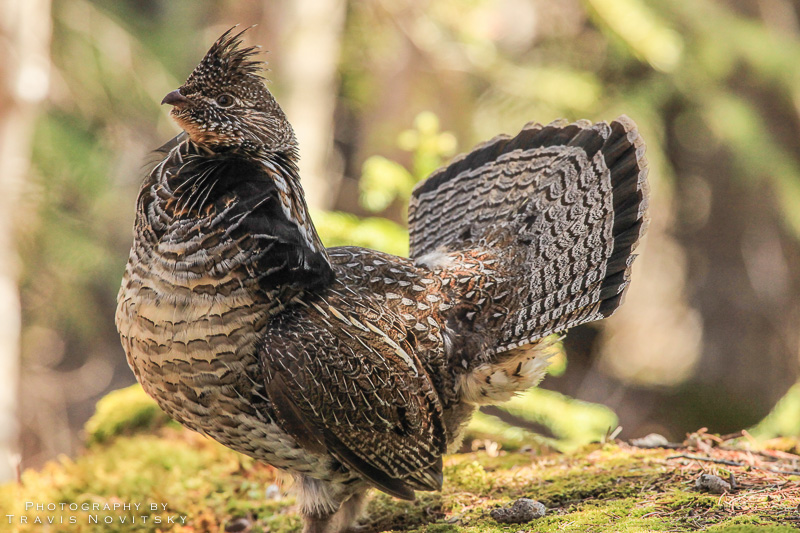 Photography by Travis Novitsky - Photo Journal: Spring Ruffed Grouse