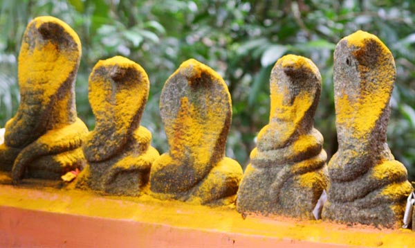 Mannarasala Temple Haripad, Kerala - Temples in india, Ancient temples ...