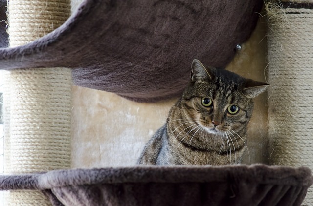 Cat Care in your House | Cat Care and Health Blog