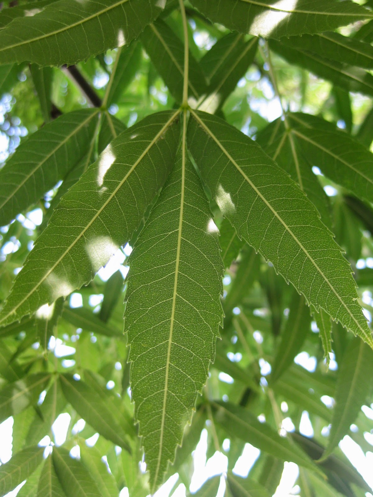 Trees of Santa Cruz County: Fraxinus angustifolia 'Raywood' - Raywood Ash