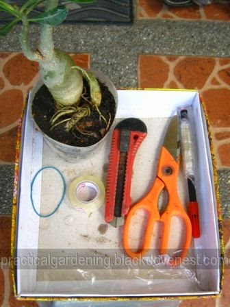 Practical Gardening: Easy Grafting Technique for Adenium (Desert Rose)