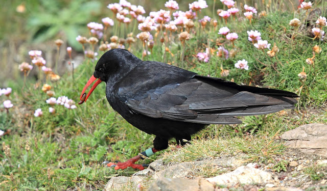 Adrian Davey Wildlife Photography Diary: Cornish Choughs