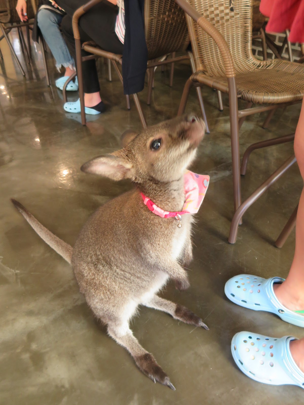 Day 1: Meerkat Cafe in Hongdae - Seoul, South Korea - chichicho~