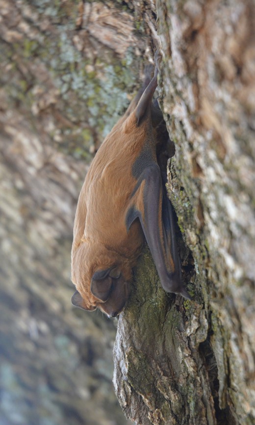 Species New to Science: [Mammalogy • 2021] Molossus melini • A New ...