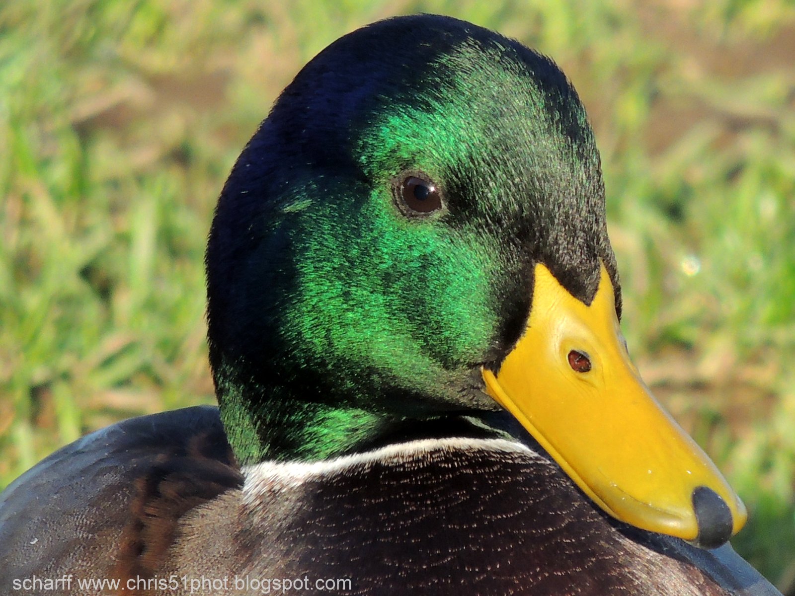 photosnature et pol: canard colvert (portrait)