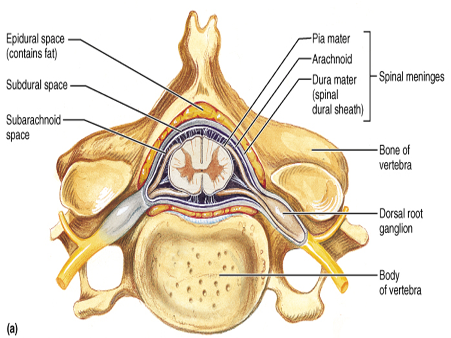 AYURVEDCHINTAN Vertebra ayurvedchintan-vertebra