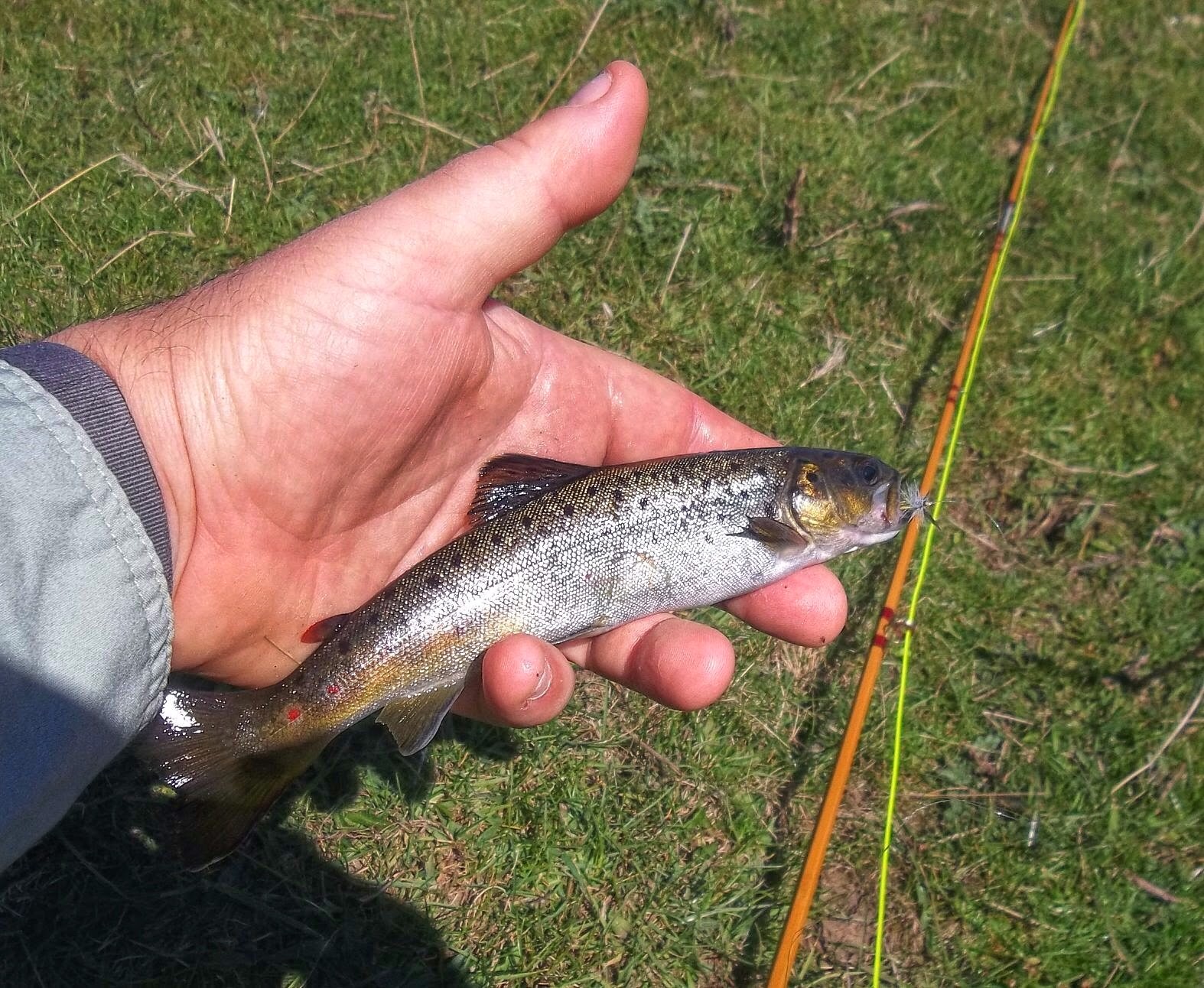 The Flee, Float & Foto: Catch the Hatch