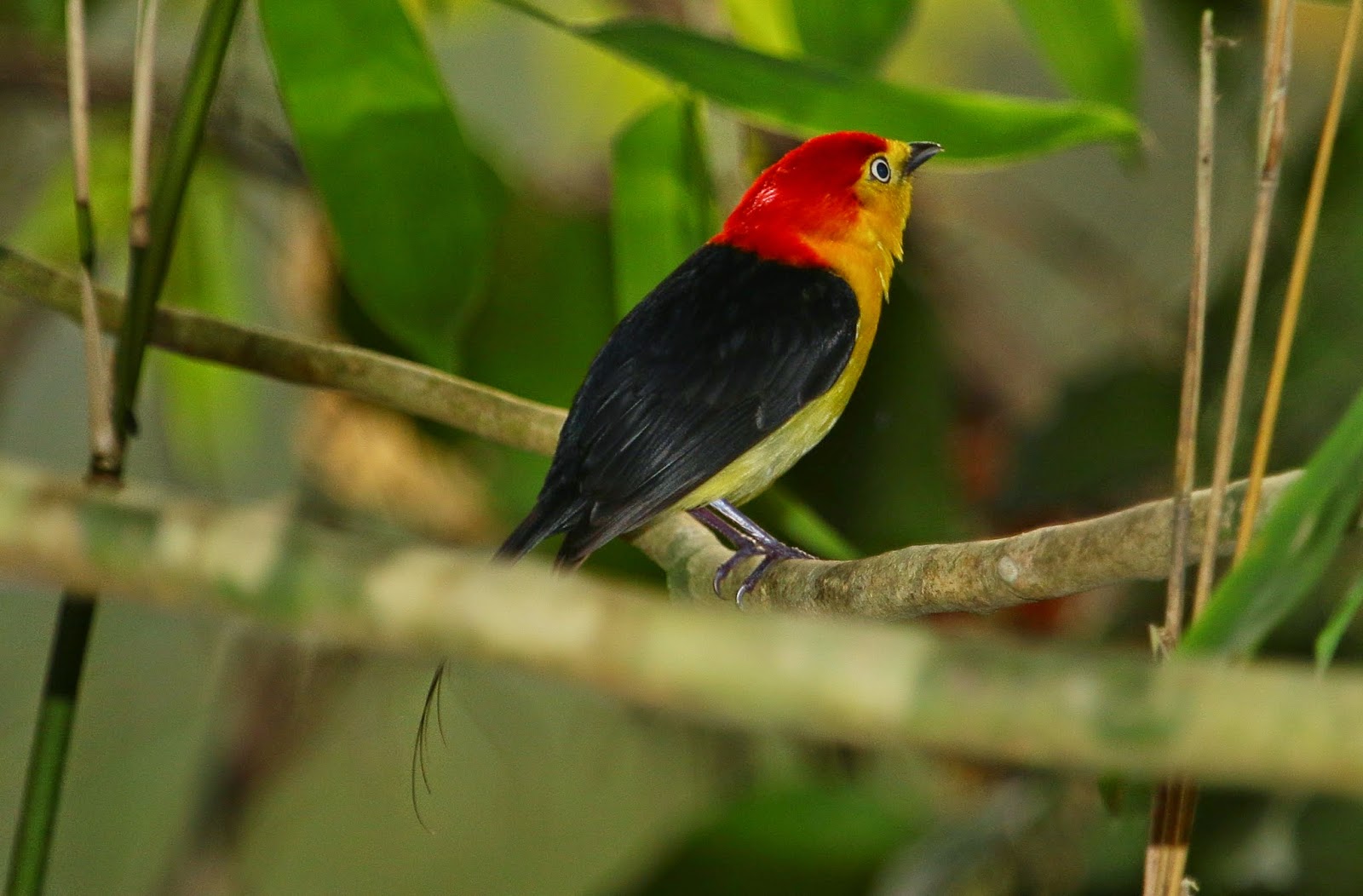 Nuestro bello mundo...: Wire-tailed Manakin, Pipra filicauda, Saltarin ...