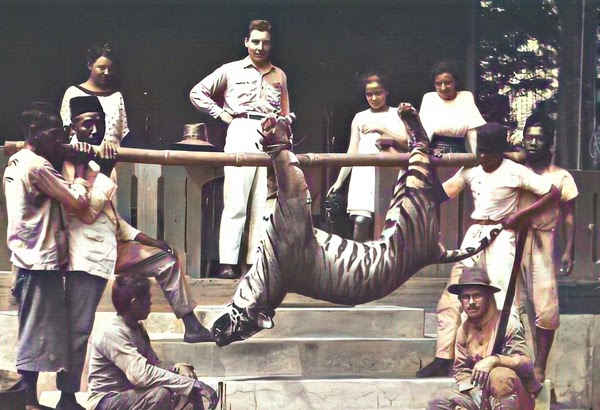 HARIMAU DALAM PANDANGAN ORANG REJANG - Laman Emong Soewandi