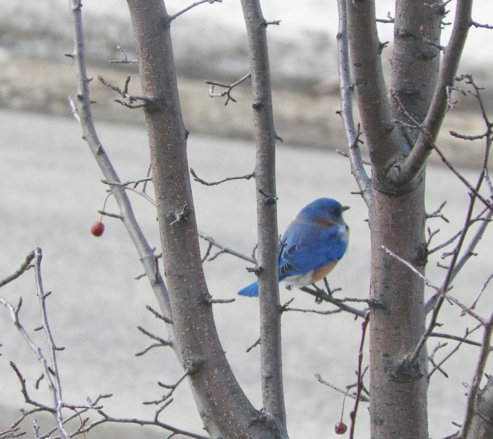 Michele's Treasures, Teacups, & Tumbling Rose Cottage: Bluebird of ...