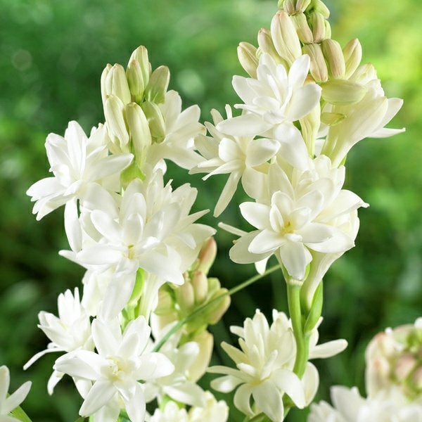 Gambar Bunga Sedap Malam Yang Indah | Kumpulan Gambar