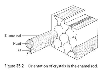 Enamel structures 2 l Oral histology & biology MCQs for dental students ...