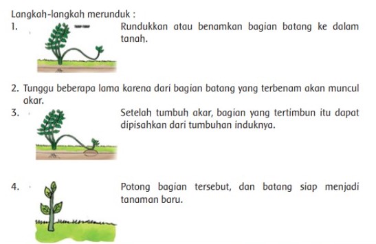 Dail Pembelajar dan Penulis: PERKEMBANGBIKAN VEGETATIF PADA TUMBUHAN ...