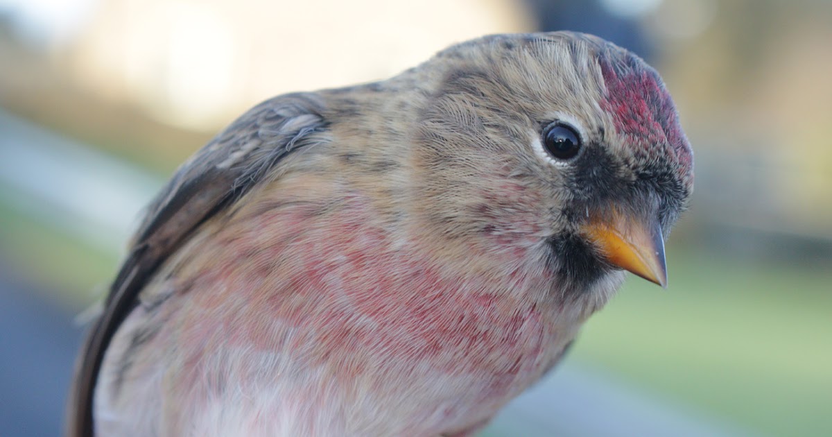 Another Bird Blog: Chalk And Cheese