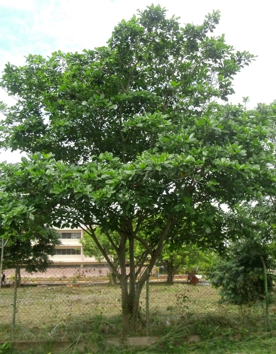 Guayana: Eje Sur Upata Santa Elena de Uairén: Caruto Genipa americana ...