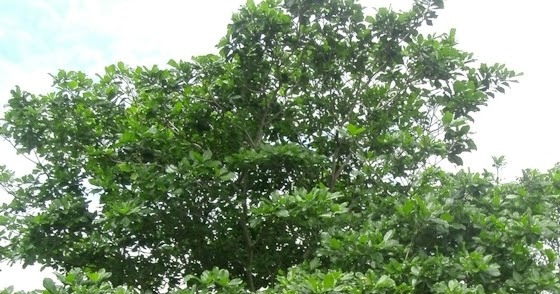 Guayana: Eje Sur Upata Santa Elena de Uairén: Caruto Genipa americana ...