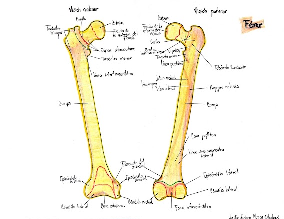 Estudios radiograficos miembros Inferiores