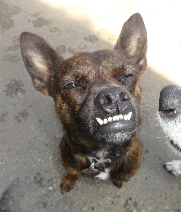 Perros bífios - Prognatísmo perruno. - Xorrada.com