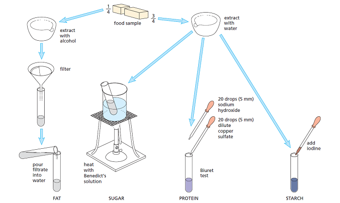 4.1. Carbohydrates, fats and proteins & Food tests | Biology Notes for ...