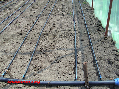 __ Nicolas _le_ jardinier __: Tomate Prekos F1 Cultura II - 4 zile de ...