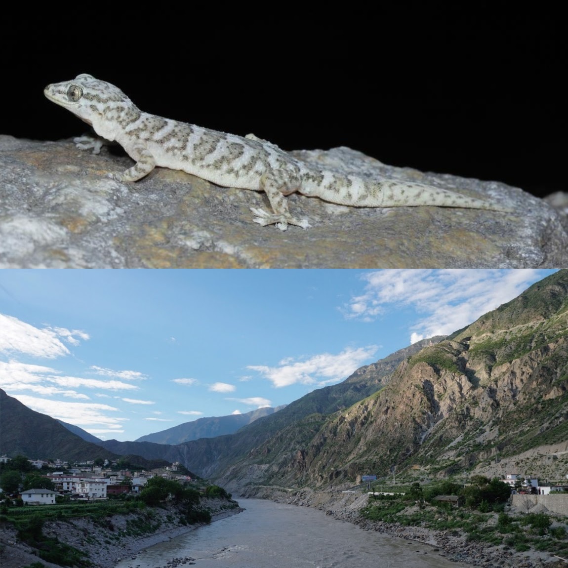 Species New to Science: [Herpetology • 2021] Gekko (Japonigekko ...