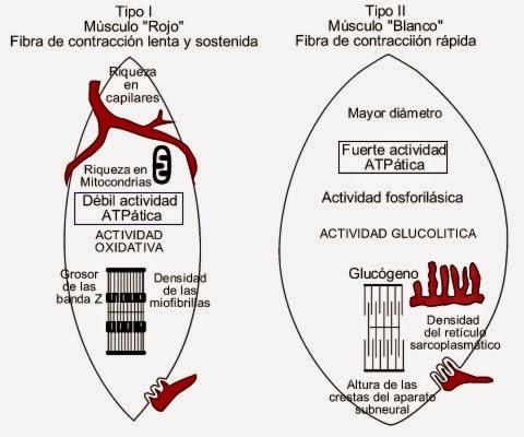 Entreno multifibras ~ Culturismo total