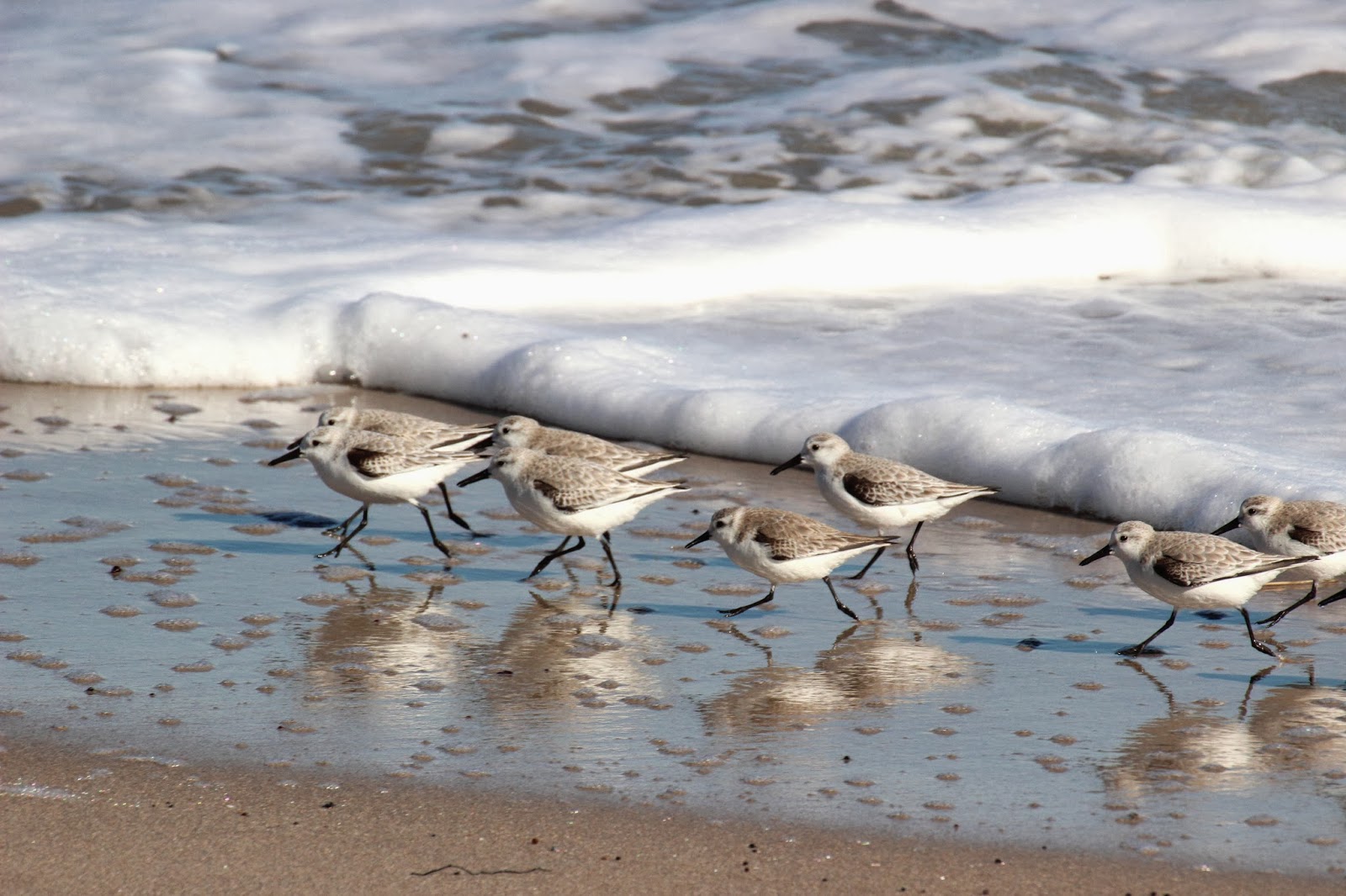 Cannundrums: Sanderling