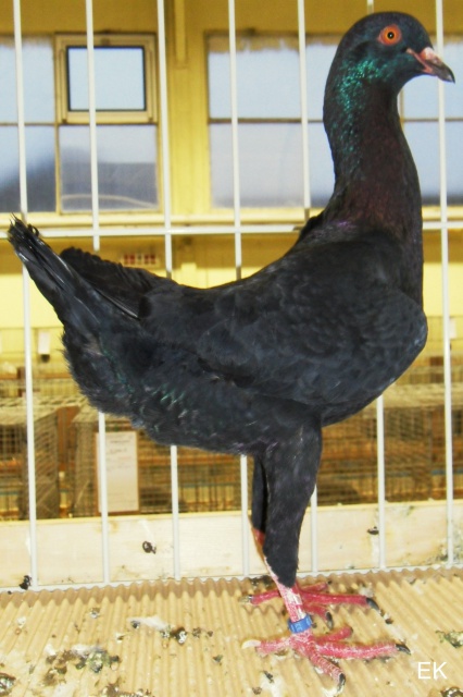 Maltese pigeons - Pigeons fall