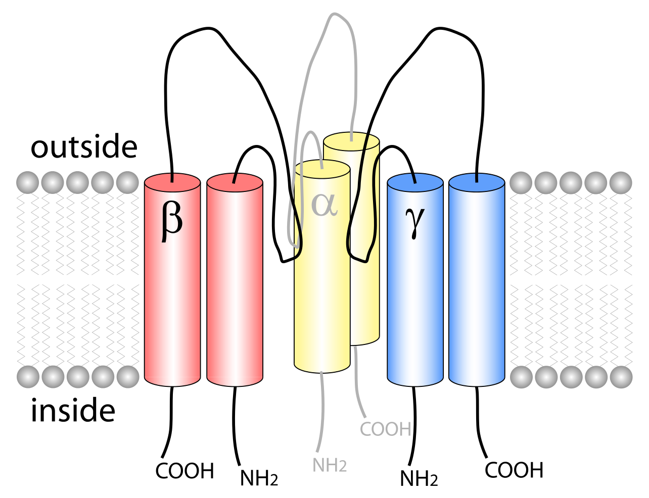 Virginia's Pairteas: Genetics of Taste Sensitivity Part 2 — Salt Taste