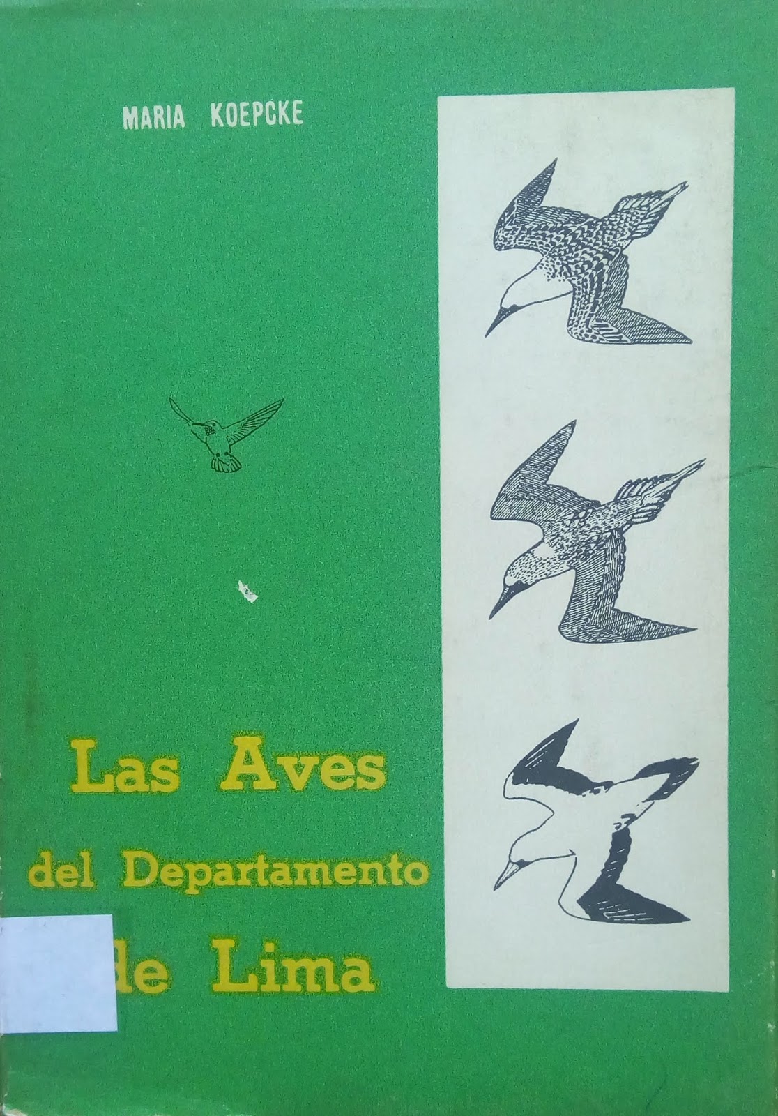 HISTORIAS ZOOLOGICAS: EL PIJUÍ DE ANCASH (Synallaxis zimmeri) Y EL ...