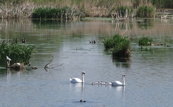 The RSPB Liverpool Local Group: Woolston Eyes nature reserve 26 May