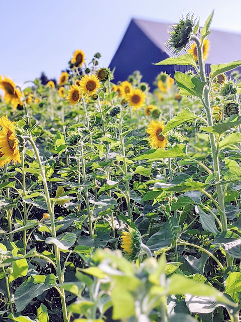 A New Sunflower Field you Need to Know About