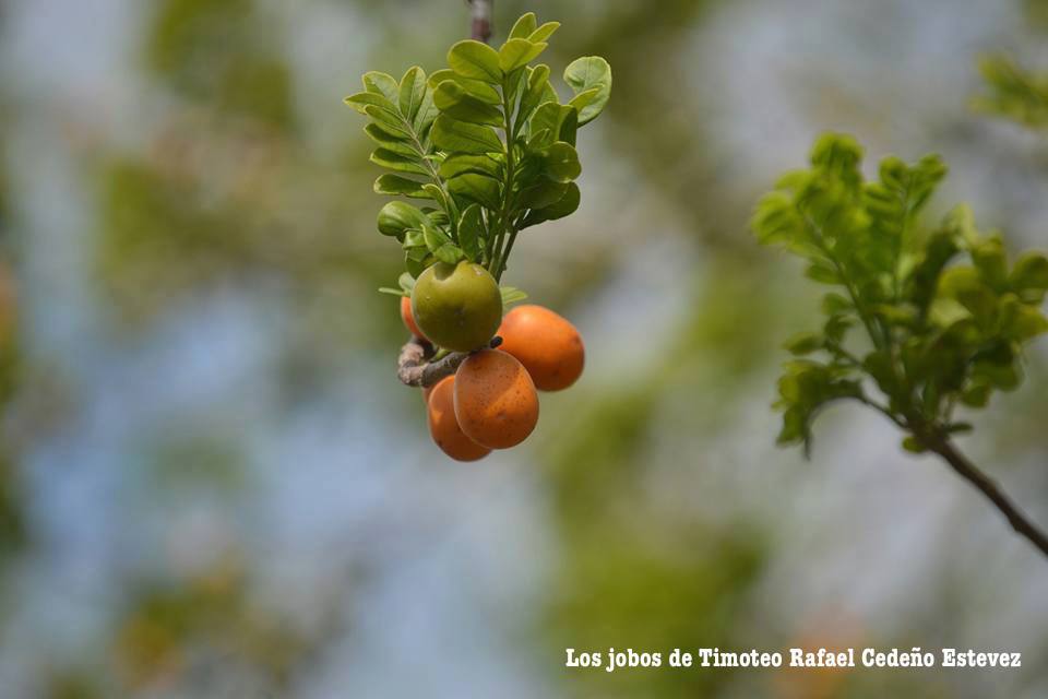 JOSEPH CACERES: Paladeando