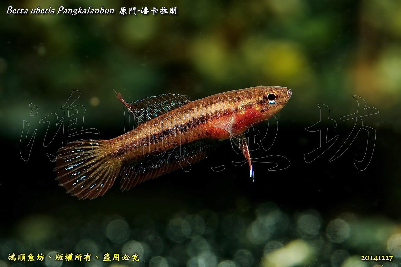 鴻順魚坊: Betta uberis Pangkalanbun 原鬥-潘卡拉朋