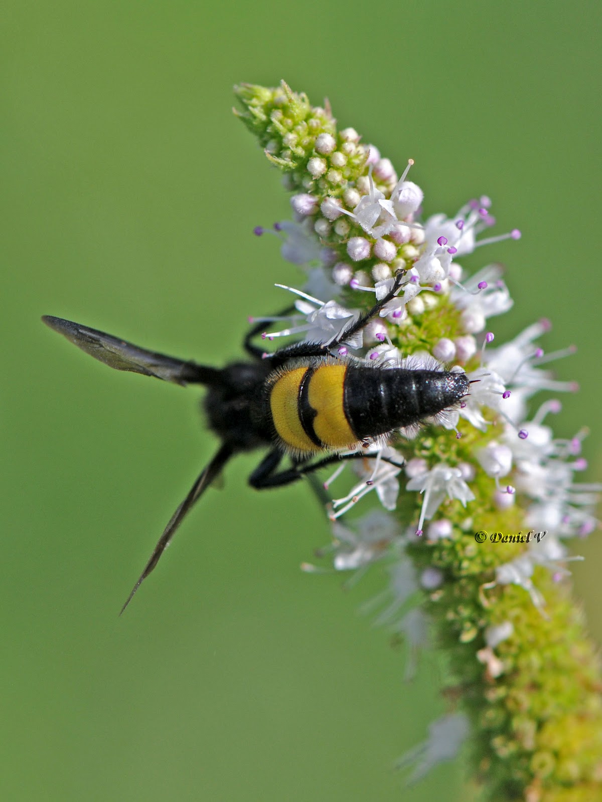 Macrophoto plaisir passion: La Scolie des jardins, Scolia hirta