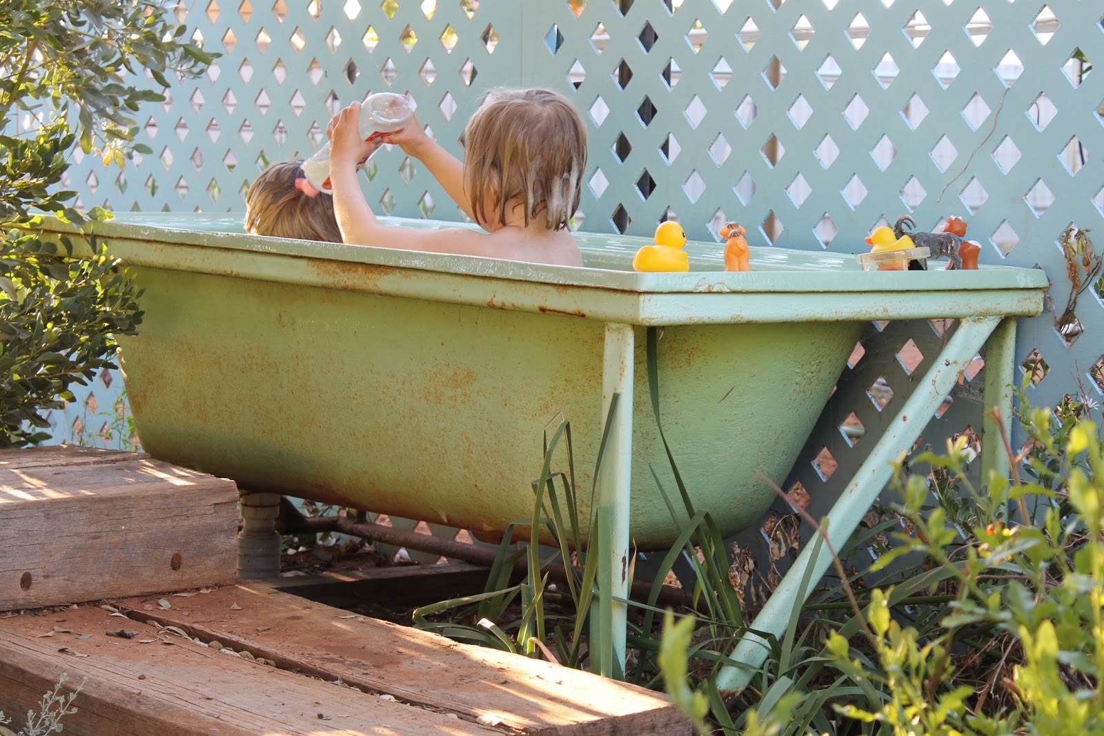 Lately in the garden - The Shady Baker