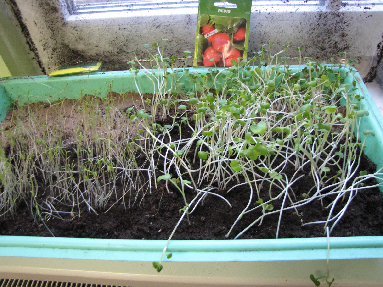 Lauka Põhikooli 3.klassi projekt "Muld kui kuld" 2015