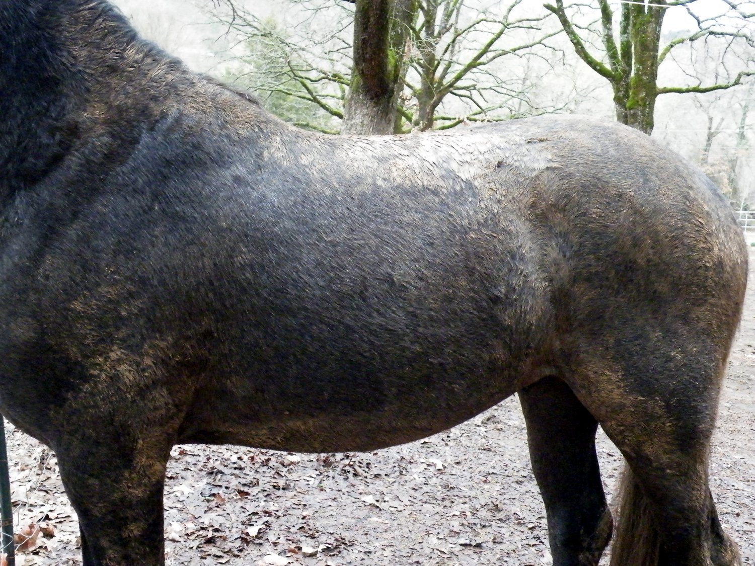 Equestrian Journey: No clicker, but dirty horse pictures instead hehe!