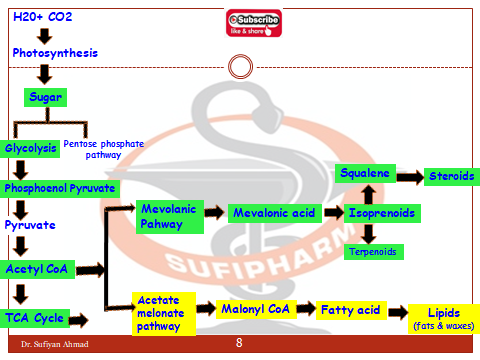 Acetate Pathway I Pharmacognosy and Phytochemistry (T. Y. B. Pharm Sem ...