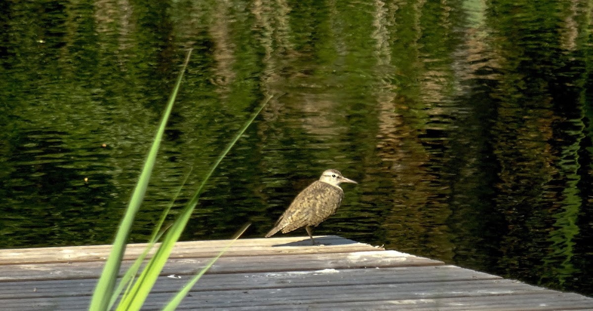 ANNEN LUONTOPÄIVÄKIRJA nature diary: RANTASIPI (Actitis hypoleucos)
